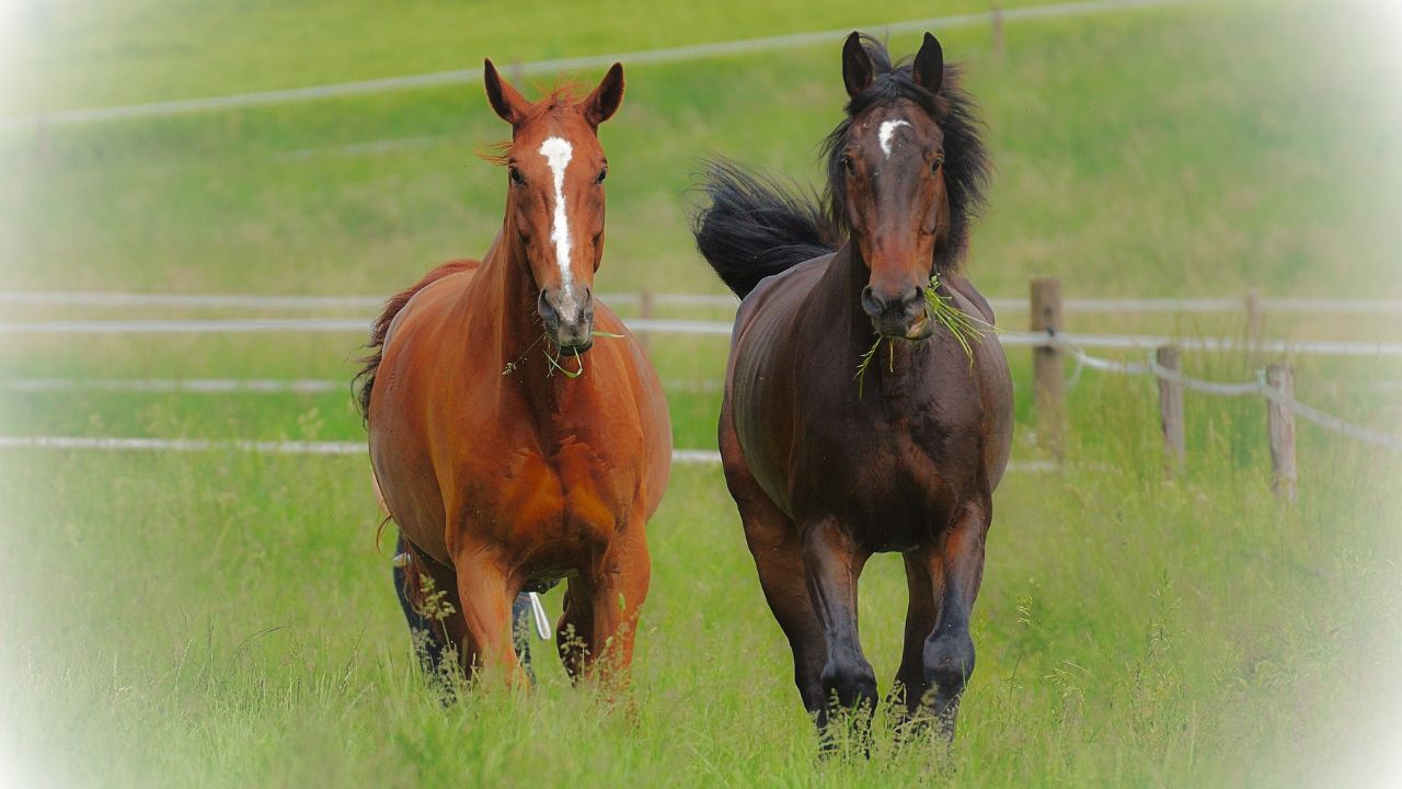 Cavalo de Raça: Todas Carcteristicas e Raças | Vis Pacis