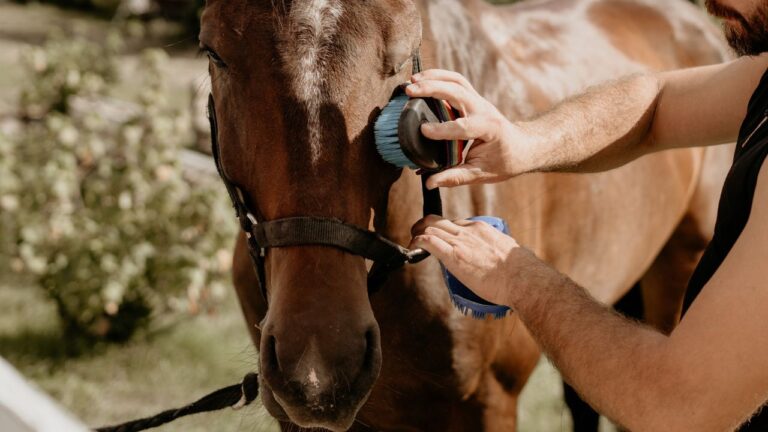 Cavalo de Raça: Todas Carcteristicas e Raças | Vis Pacis