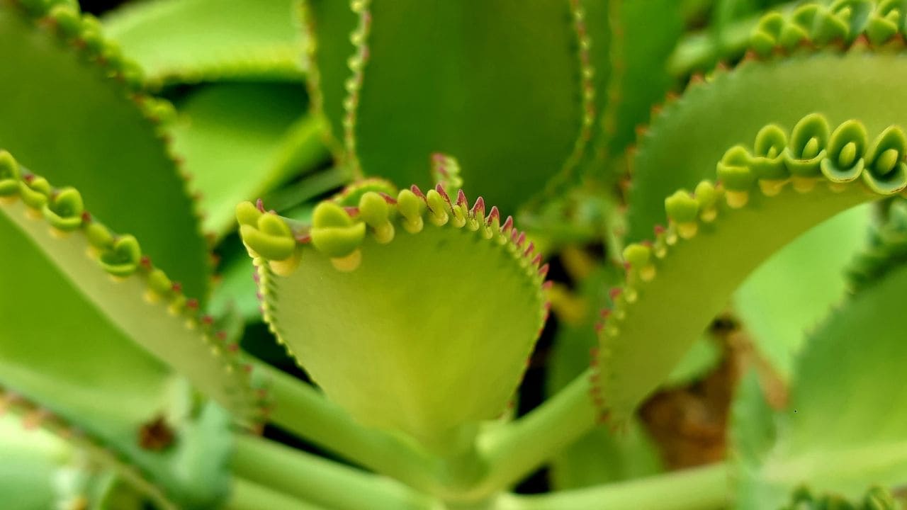 Planta Saião: Confira os Benefícios do Saião